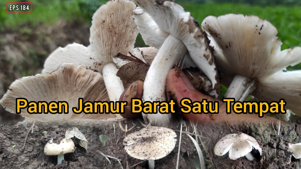 Pagi Sore Panen Jamur Barat Satu Tempat | Berburu Jamur Liar Eps#184 ...
