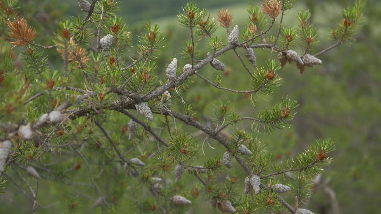 La semaine verte | L'adaptation du pin gris - YouTube