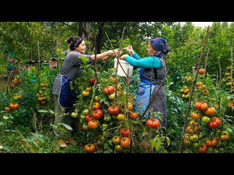 Tomato Harvesting in the Village of Azerbaijan - How to Make Tomato Ketchup?