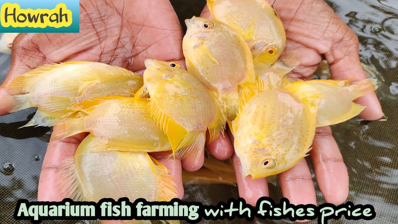 Aquarium fish farming | Aquarium fishes recent price in Howrah - YouTube