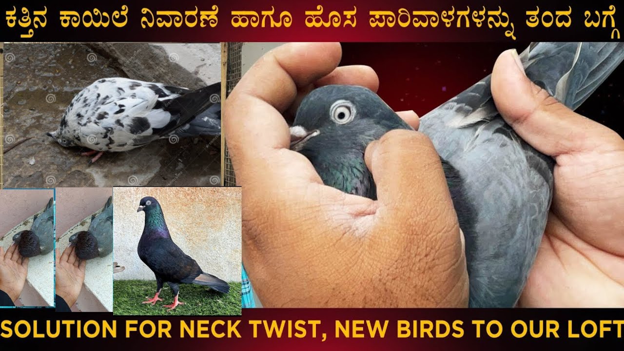 PIGEON NECK TWIST BEST MEDICINE 💊 - YouTube