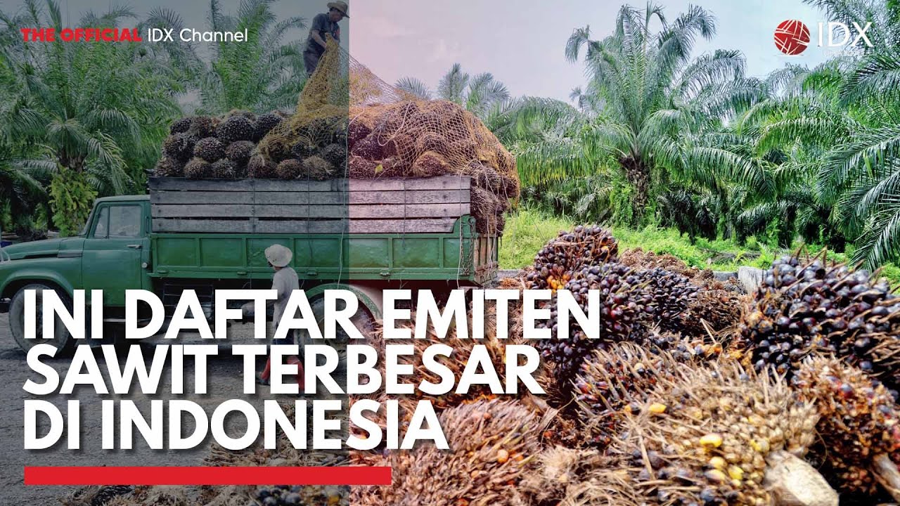Ini Daftar Emiten Sawit Terbesar di Indonesia | IDX CHANNEL - YouTube