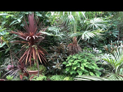 Our Small Dutch Jungle Garden, July 2024 - YouTube