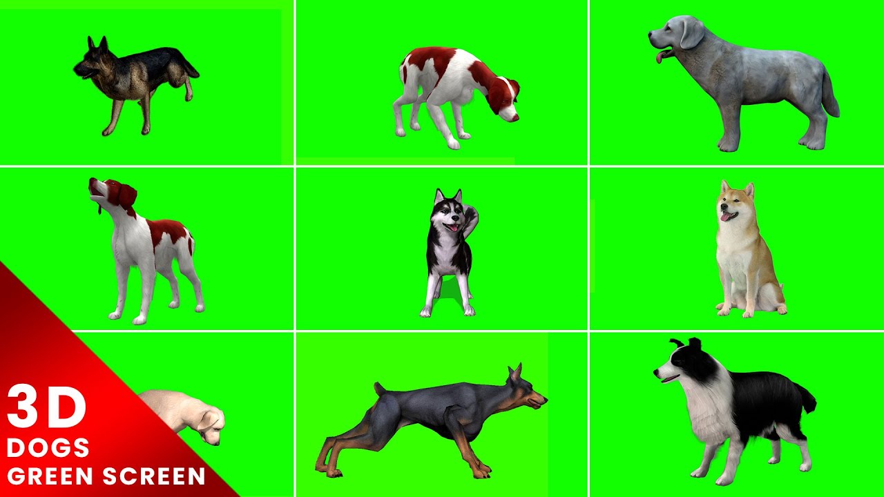 3D Dogs Green Screen For Editing For Free - YouTube