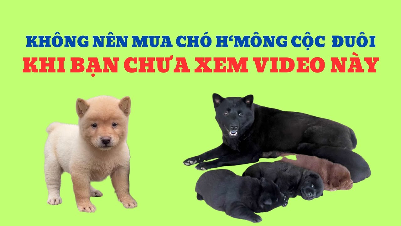 Không Nên Mua Chó H'mông Cộc Đuôi Khi Bạn Chưa Xem Video Này / Bằng ...