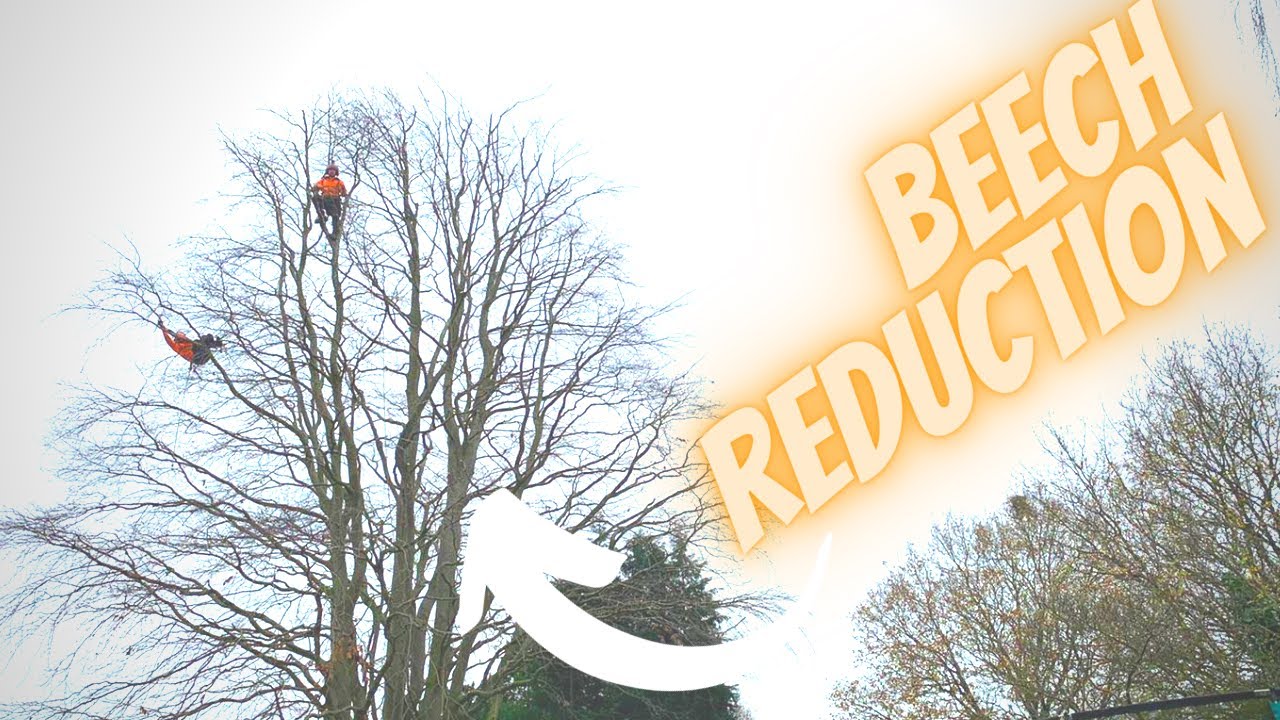 Pruning A Beech Tree (Last of 2020) - YouTube