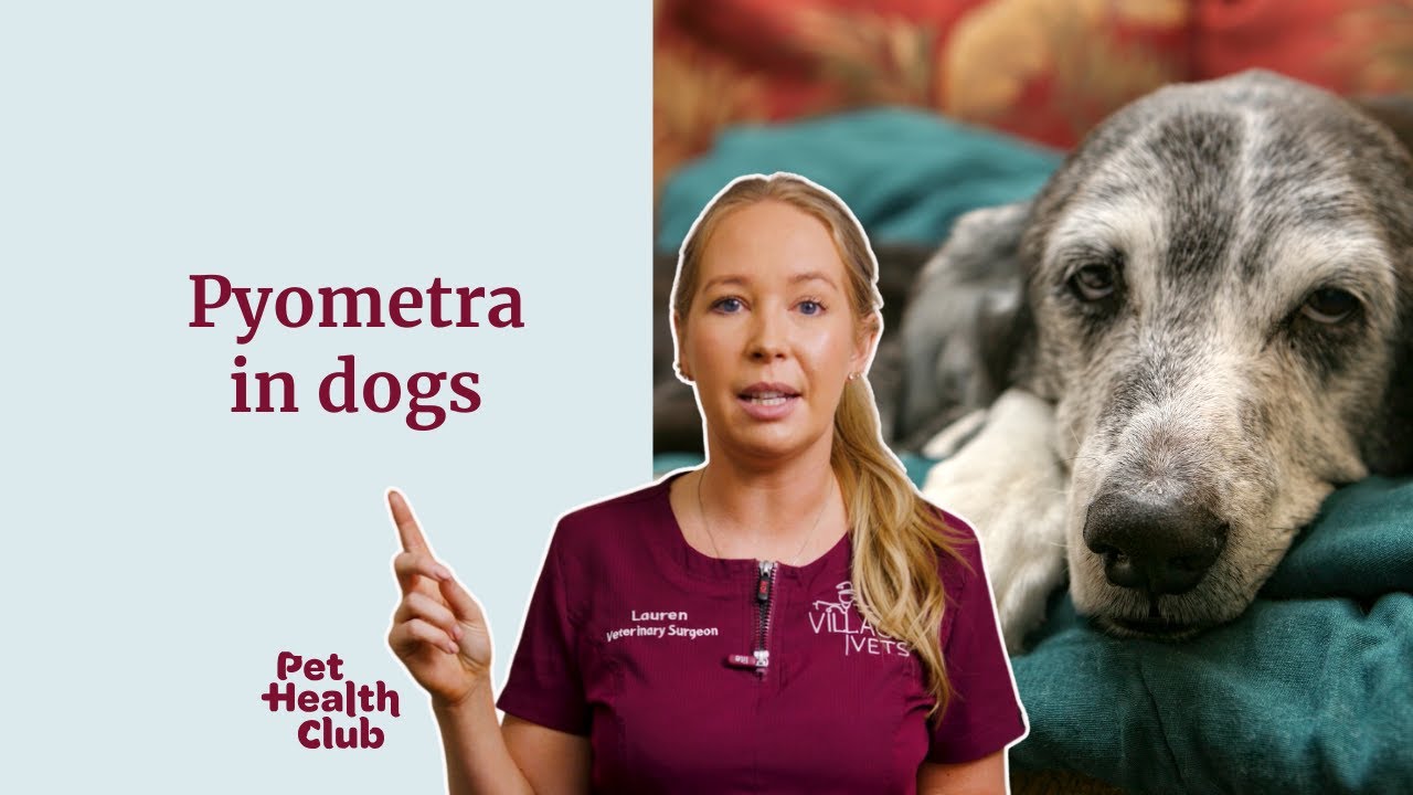 Pyometra in dogs | expert vet guide - YouTube