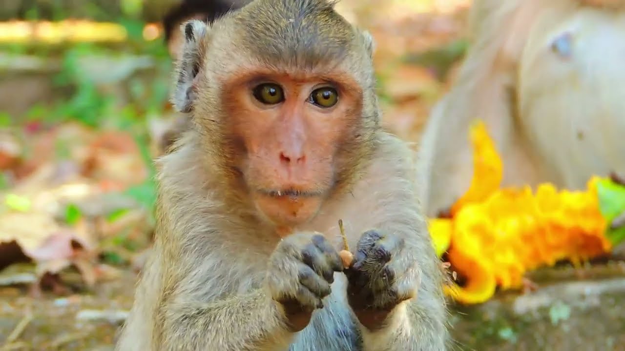 Poor little baby monkey reject by mother deny nurse overtimer ...