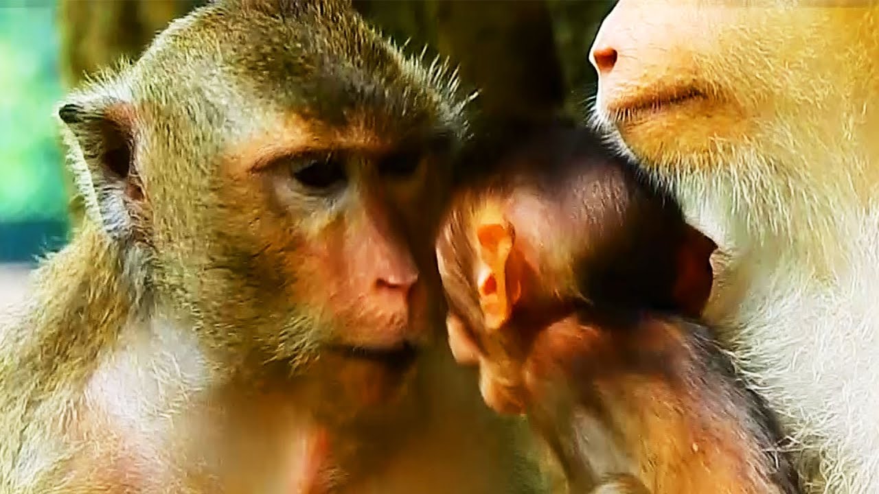 WOW! SO NICE TO SEE BRADY BB TALKING WITH LONI MONKEY SO AWESOME! - YouTube