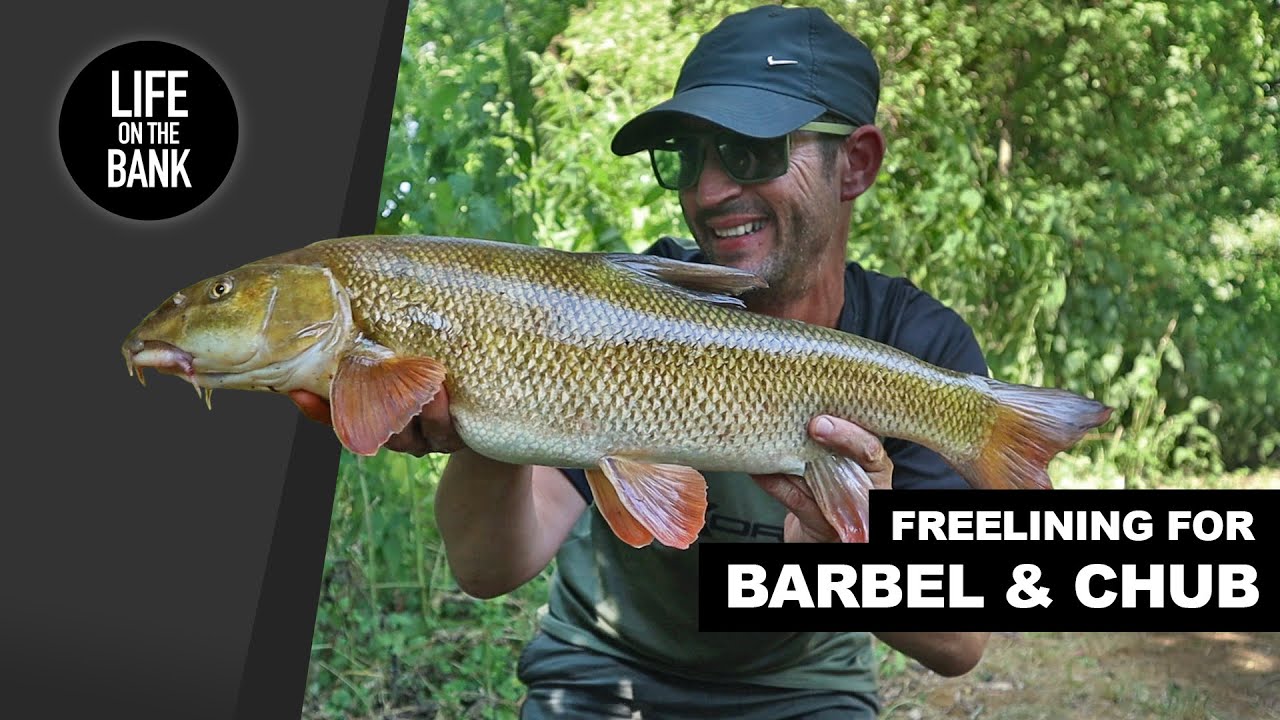 CHUB AND BARBEL FISHING | How to catch MORE by freelining - YouTube