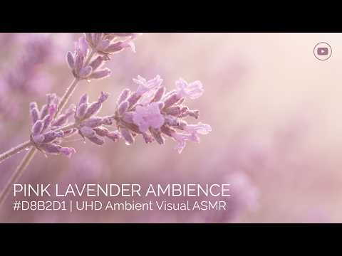 Pink Lavender #D8B2D1 | UHD Ambient Video Loop & Visual ASMR