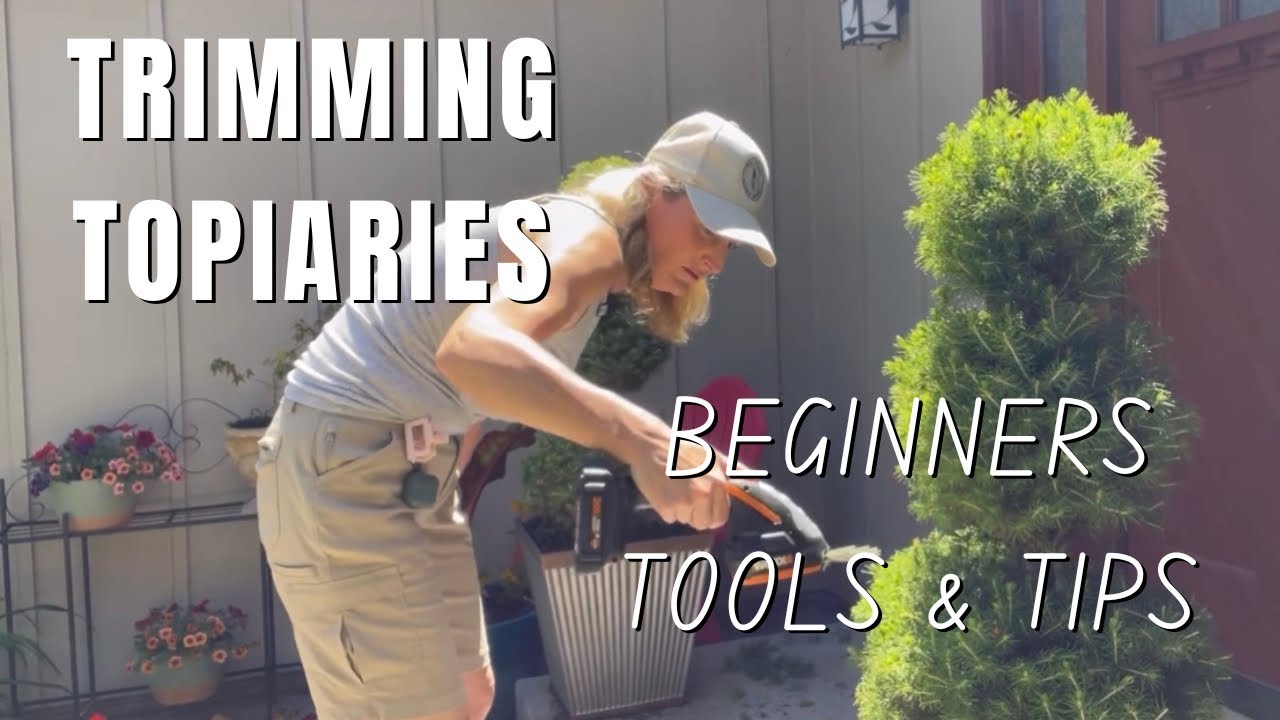Trimming topiaries 🌳beginners tools & tips - YouTube