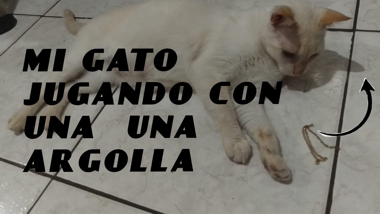 ¡No podrás creer lo que hace este gato jugando con un juguete! - YouTube