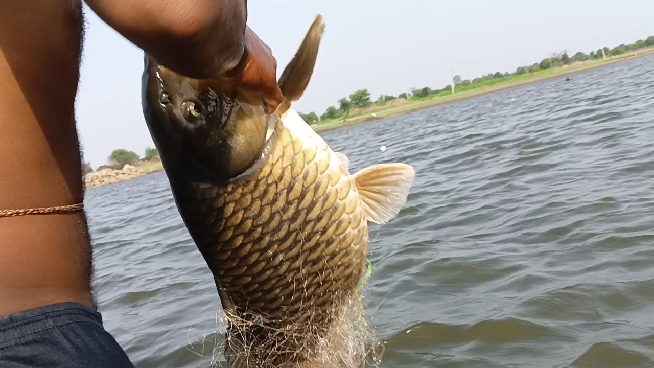 fishing videos in river big carp fish catching with hand fishing ...