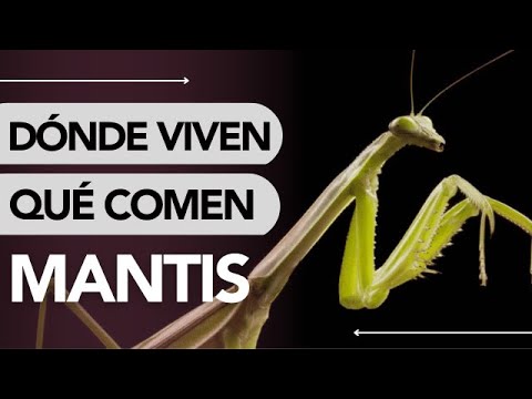 Dónde VIVEN las MANTIS RELIGIOSAS y QUÉ COMEN 👀😯 ¡ASOMBROSO! - YouTube