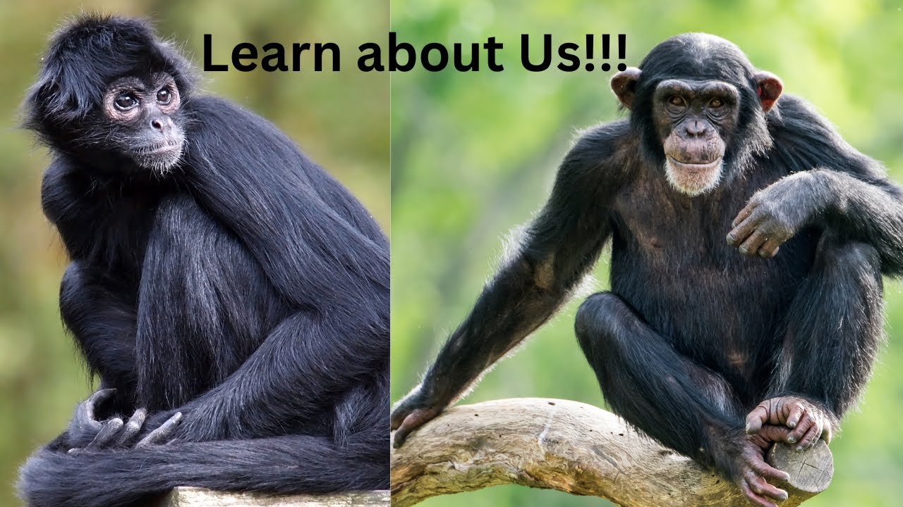 Animal Quiz - Learn about Monkeys| 20 Questions in 5 Minutes| Animal ...