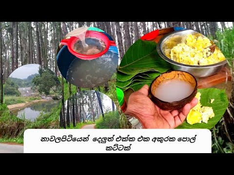 නාවලපිටියෙන් එක අකුරක පොල් කට්ටක් බොමුද kithul toddy with bread ...