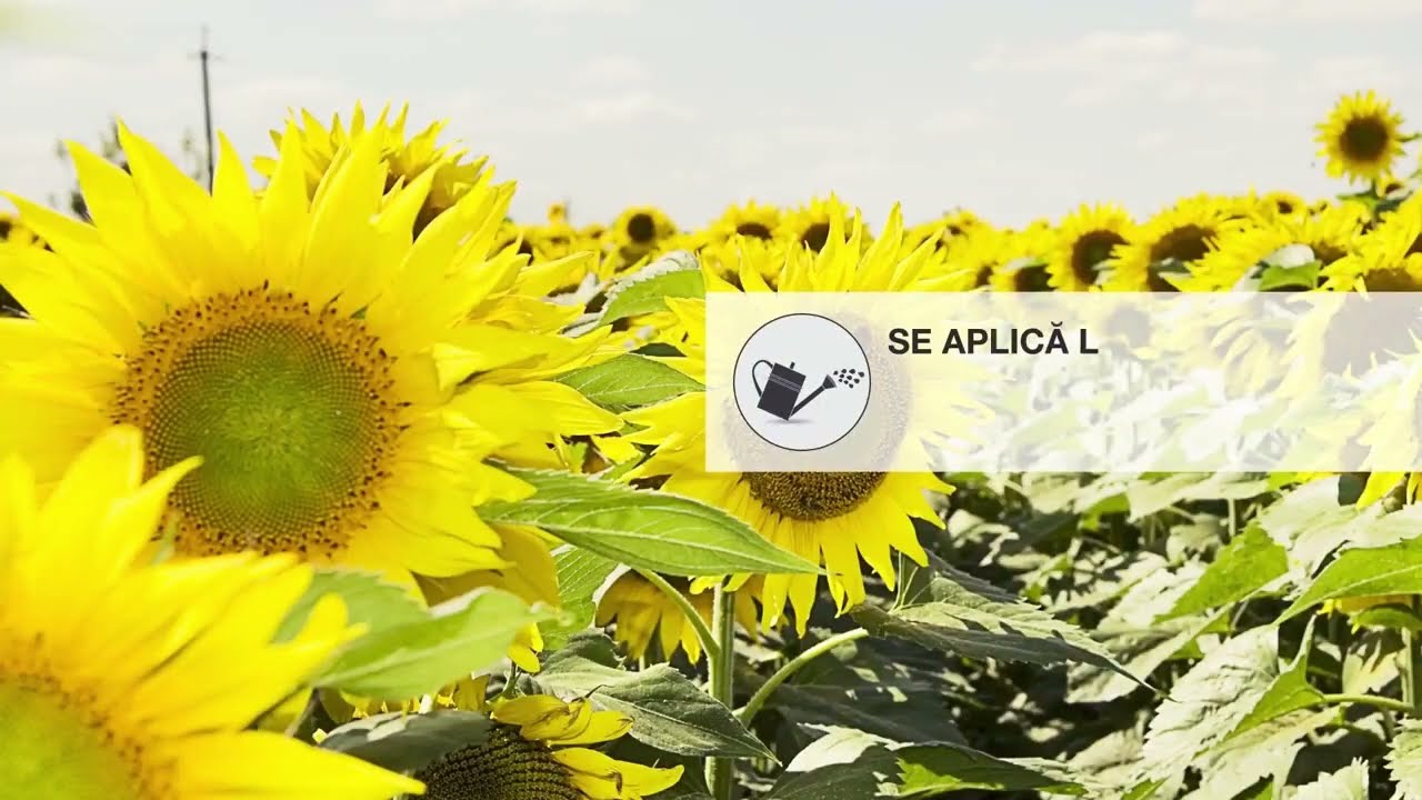 PULSAR® 40: erbicid BASF pentru sistemul de producție Clearfield® - YouTube