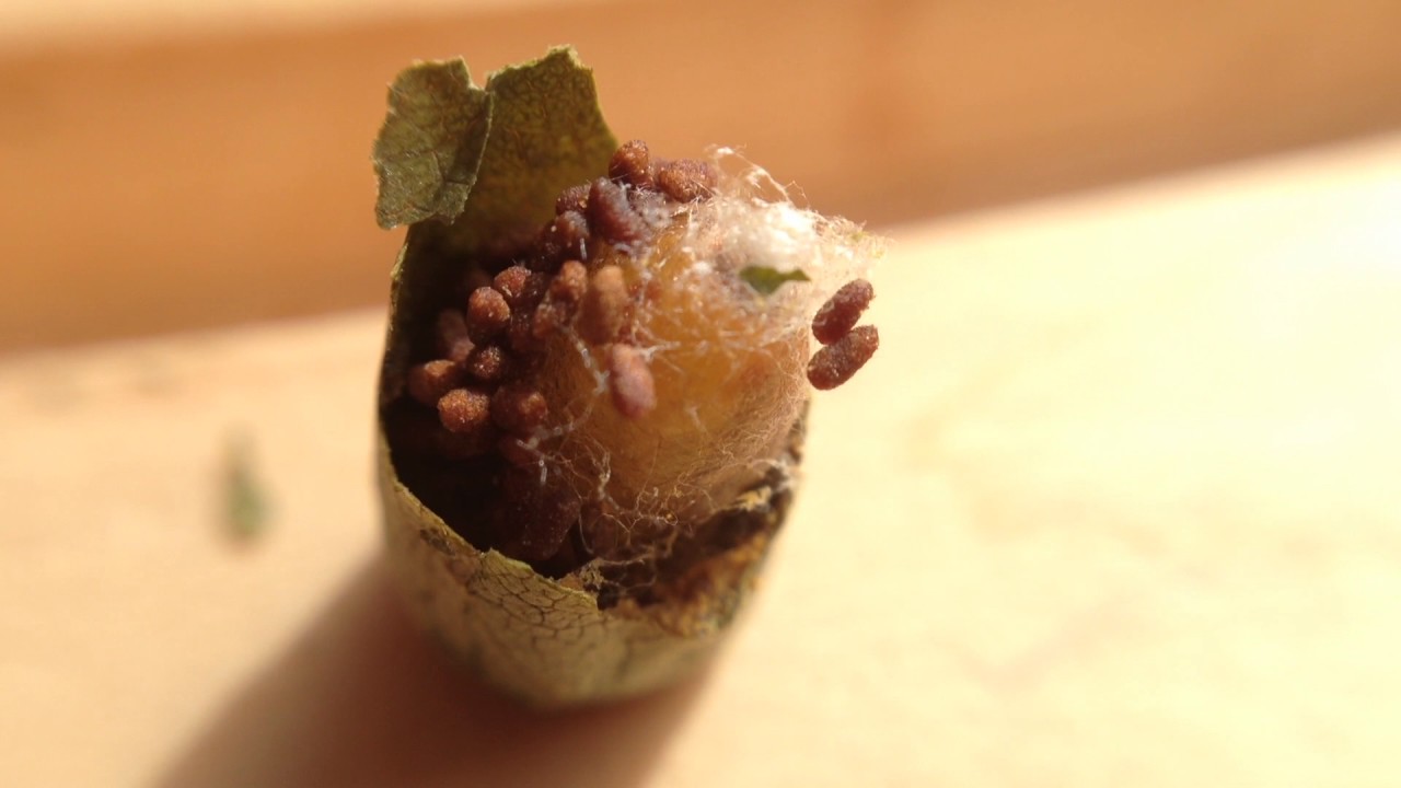 Leafcutter bee larva spinning its cocoon Nurturing Nature - YouTube