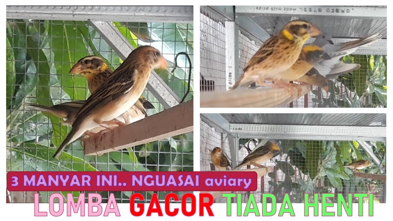 BISING SEPERTI PESAWAT GACOR NYA 3 MANYAR MAS POLOS SEKAWAN TIADA HENTI ...