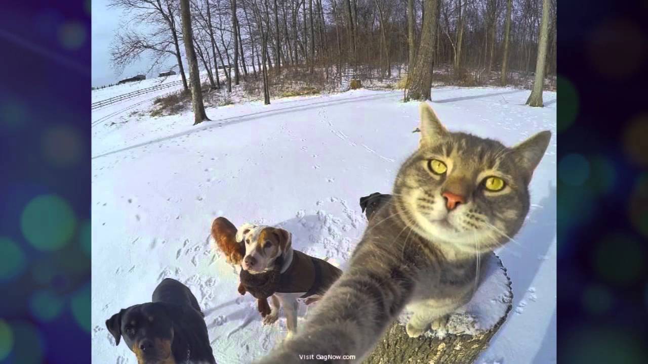 Manny The CAT who learn how to take selfie - YouTube