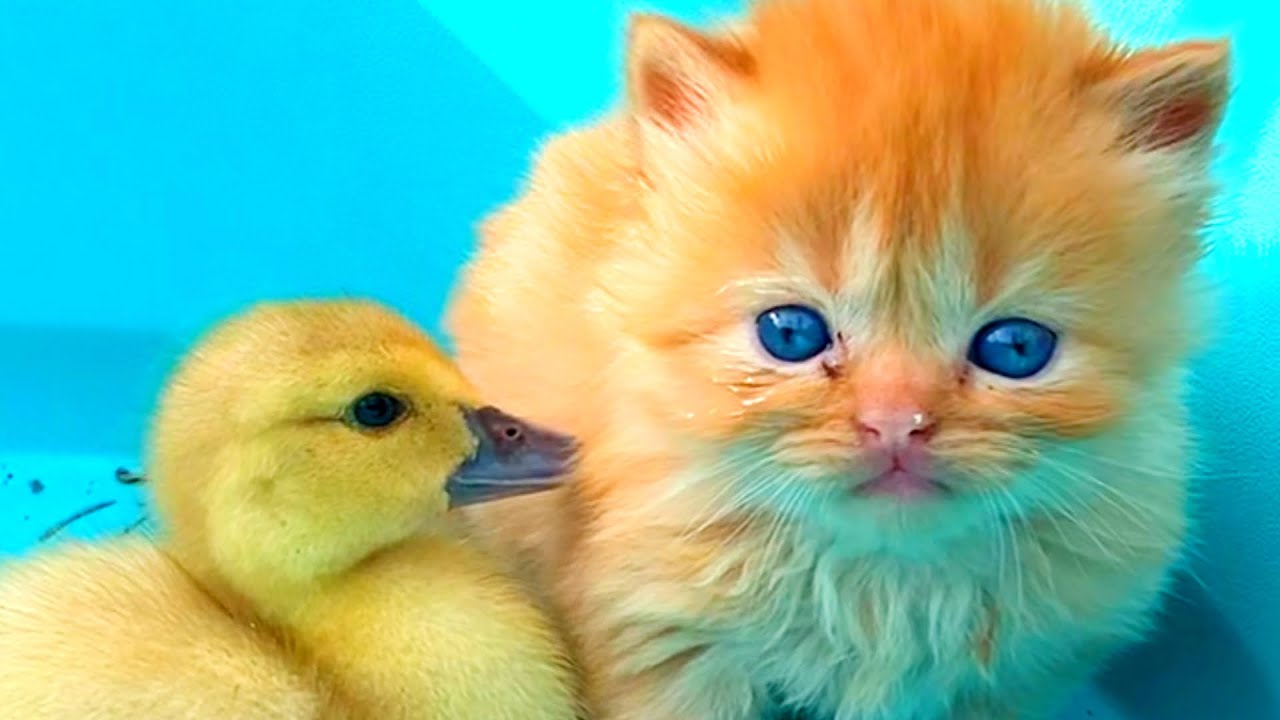 Kittens walk and sleep with ducklings while foster mom cat is resting ...