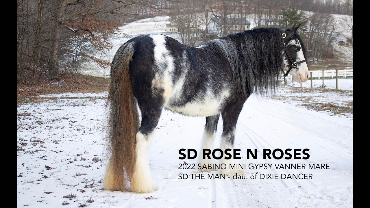 SOLD SD Rose N Roses, 2020 Black Sabino Mini Gypsy Vanner Mare | In ...