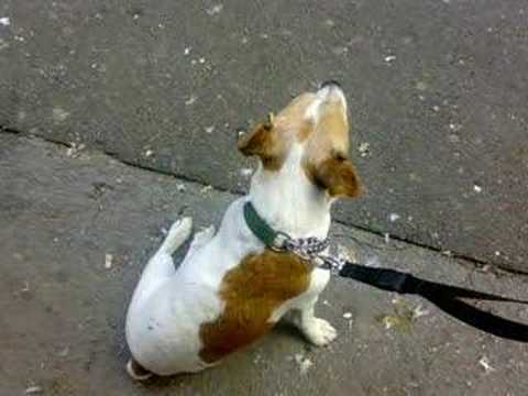 3W!NA : MY BEST DOG MAYLO - YouTube