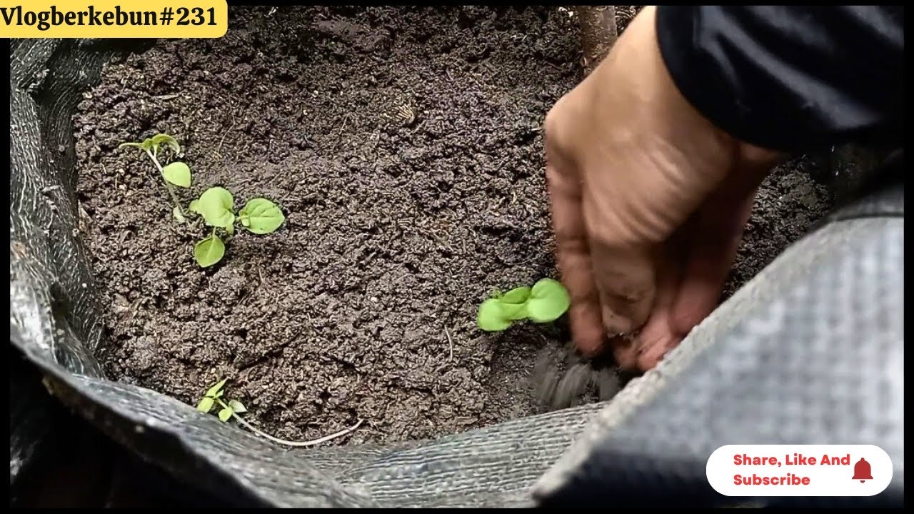 Berkebun dilahan sempit | spill hasil tanaman bengkoang & pindah tanam ...