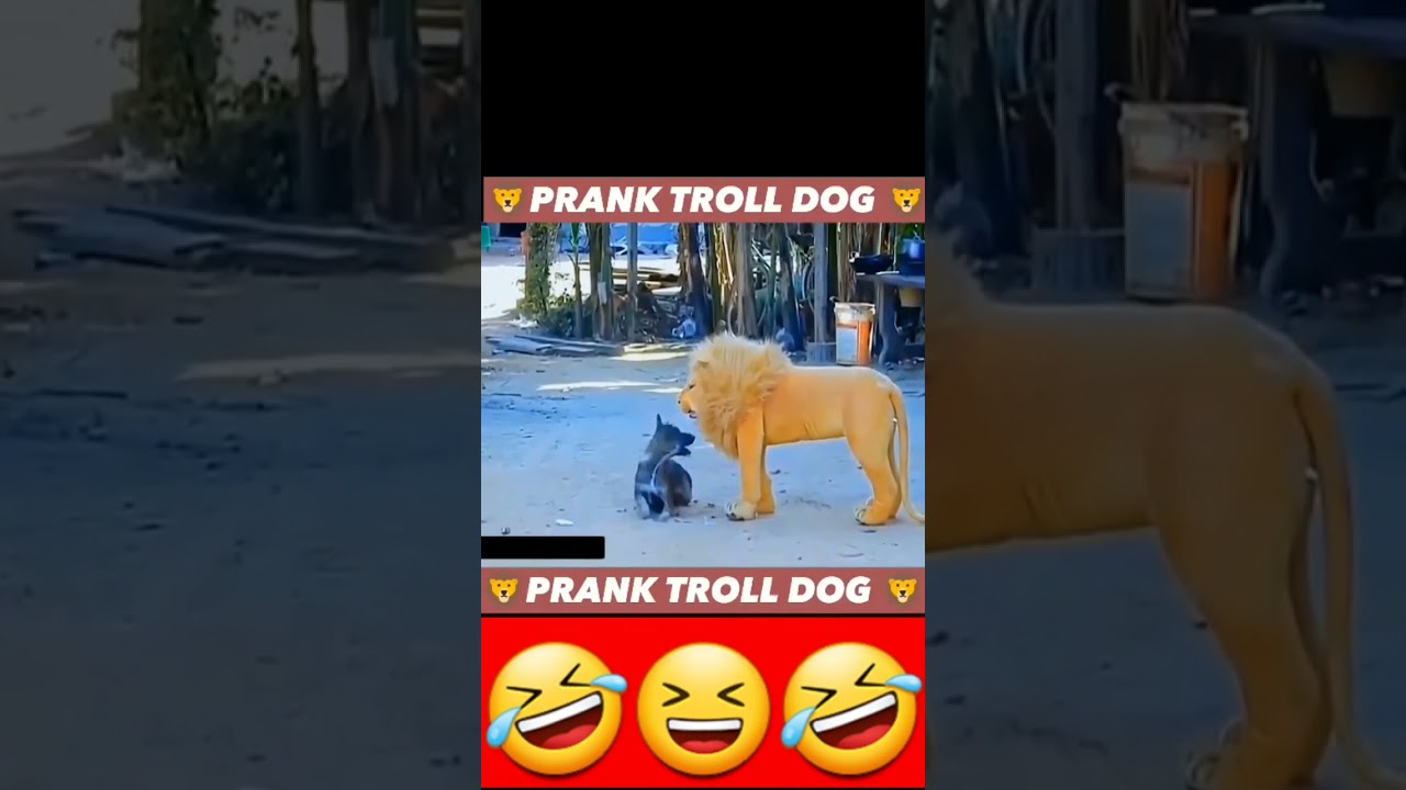 Prank Troll Dog 🤣😆🤣 #funny #animals #dog #viral #shorts - YouTube
