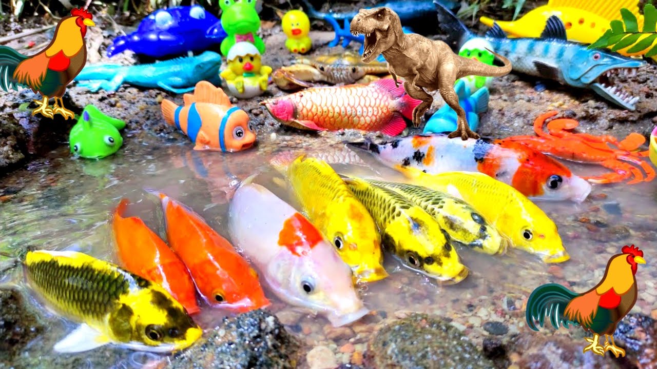 looking for cute fish fish Red fish yelow white fish - YouTube