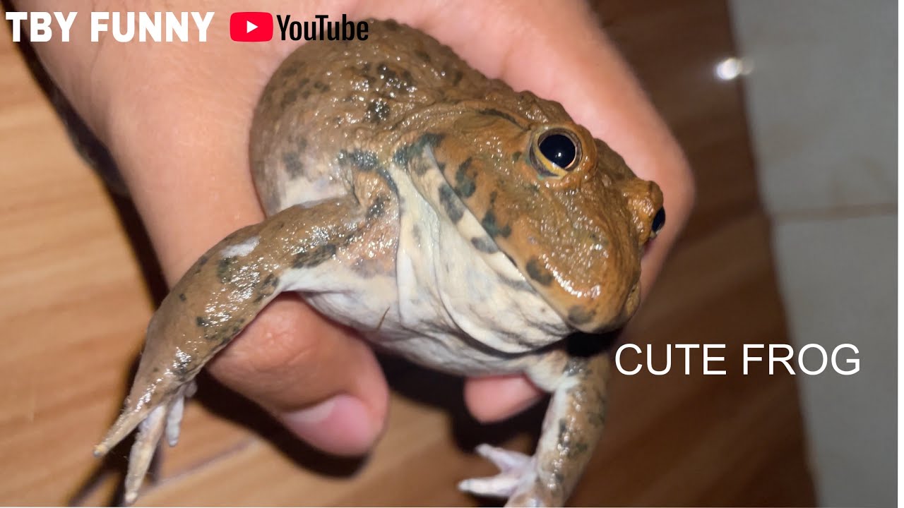 Catching and playing a funny cute frog - cute froggy animals pet ...