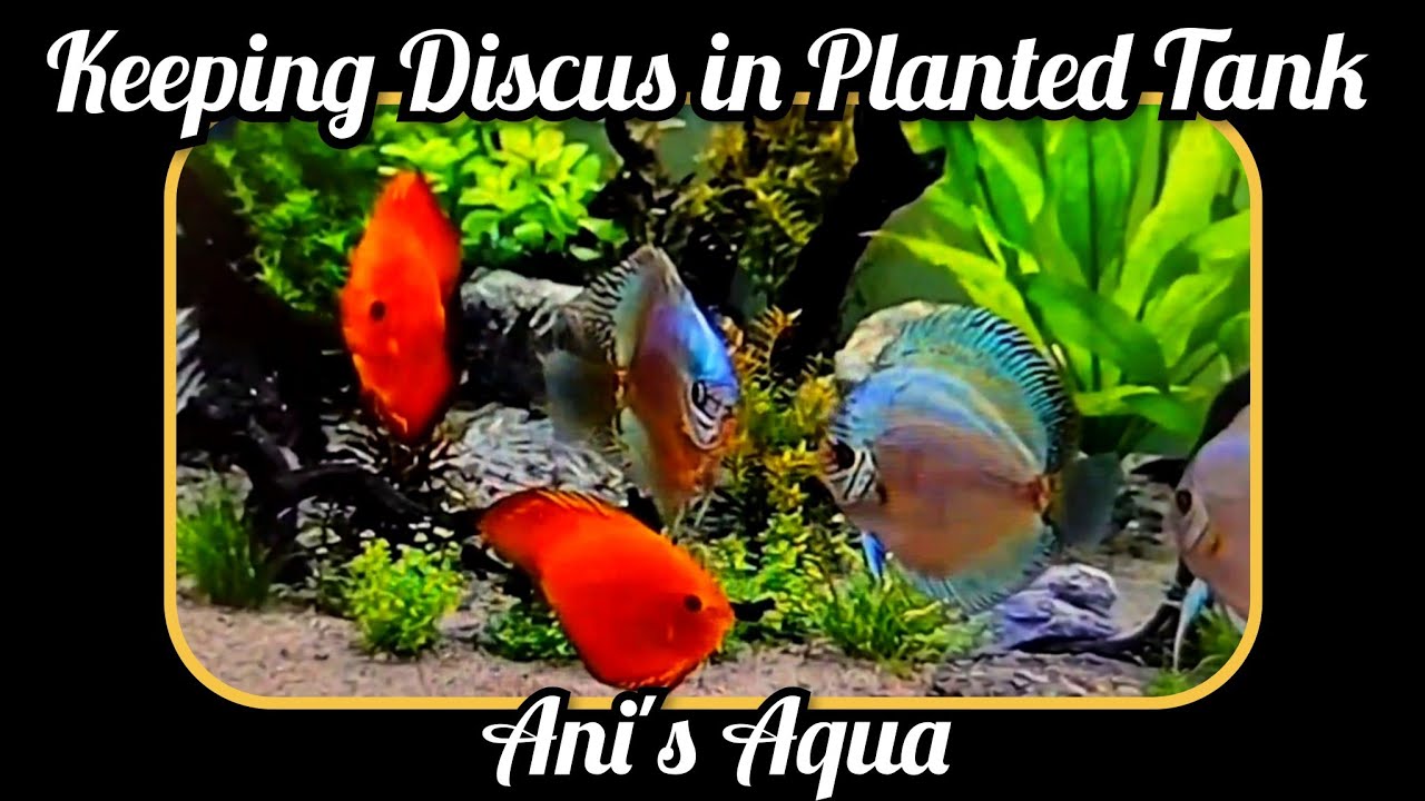 PLANTED AQUARIUM SETUP FOR DISCUS FISH - YouTube
