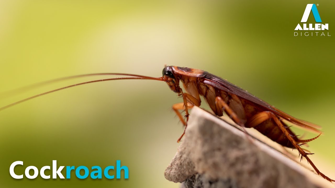 Structural Organization in Animals | Cockroach | Biology | Allen ...