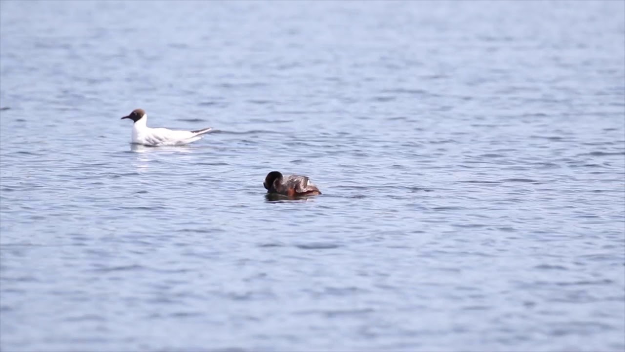 Black-necked Grebe High Rid Reservoir Horwich 27/05/2020 - YouTube