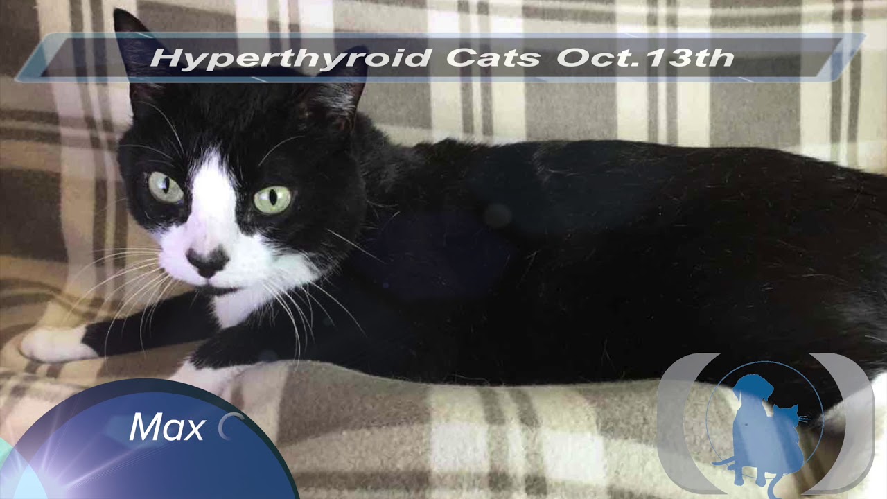 Hyperthyroid Cats Oct.13th - YouTube
