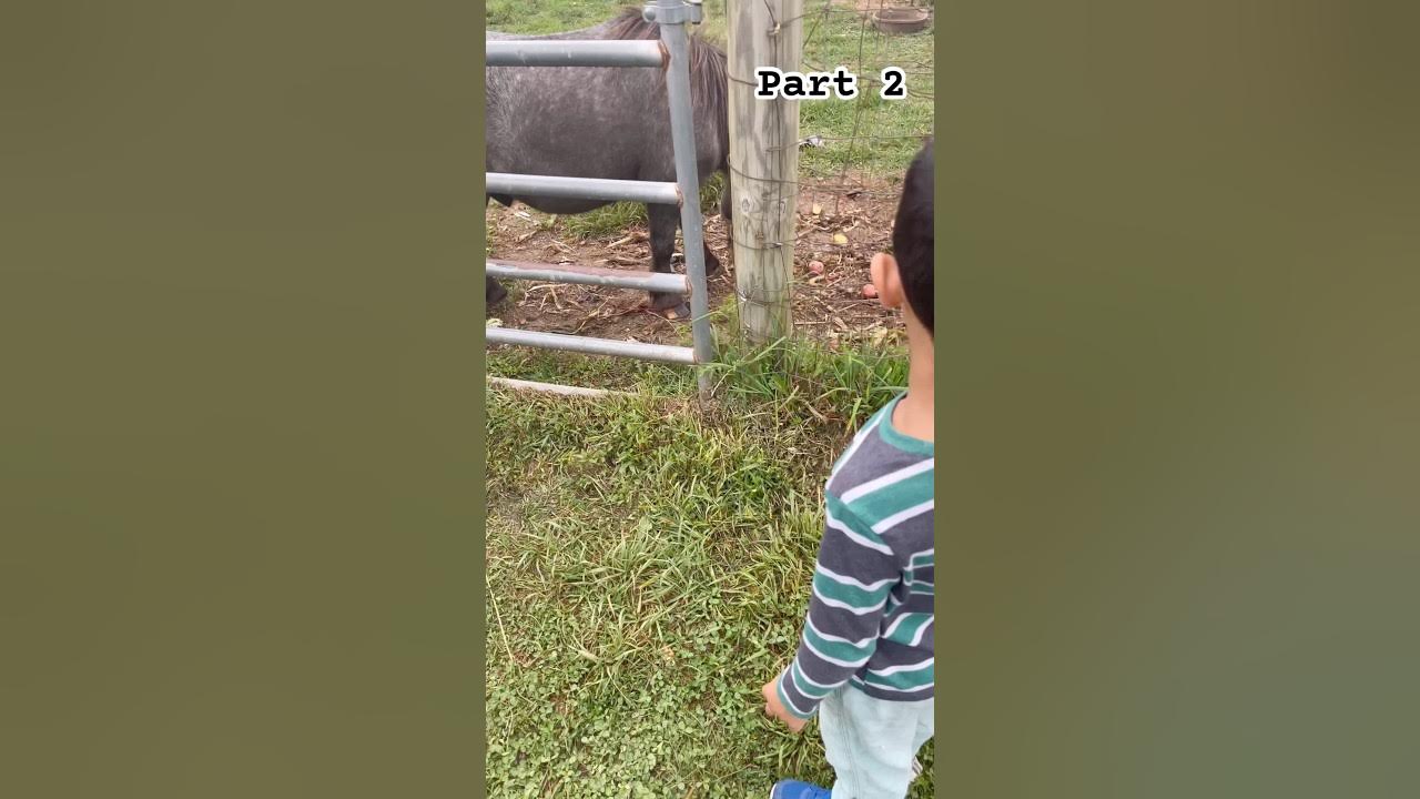 #2 Farm Fresh Adventures: A Day in the Countryside. 🚜🐴🦚 #youtubeshorts ...