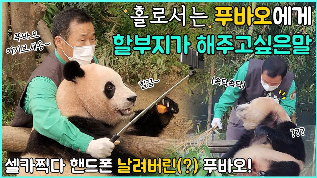 할부지들에게서 독립하는 푸바오🐼 강바오님의 귓속말💛 할부지랑 셀카찍다 폰 날려버린 장꾸공주 푸바오의 즐거운 하루😍 Youtube