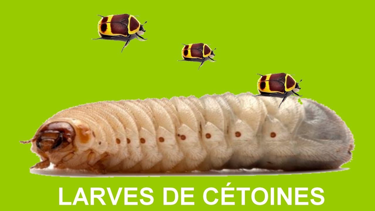 ELEVAGE DE CETOINE (LARVES) - YouTube