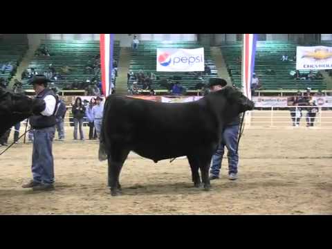 Angus Open Bull Show: 2012 National Western Stock Show - YouTube