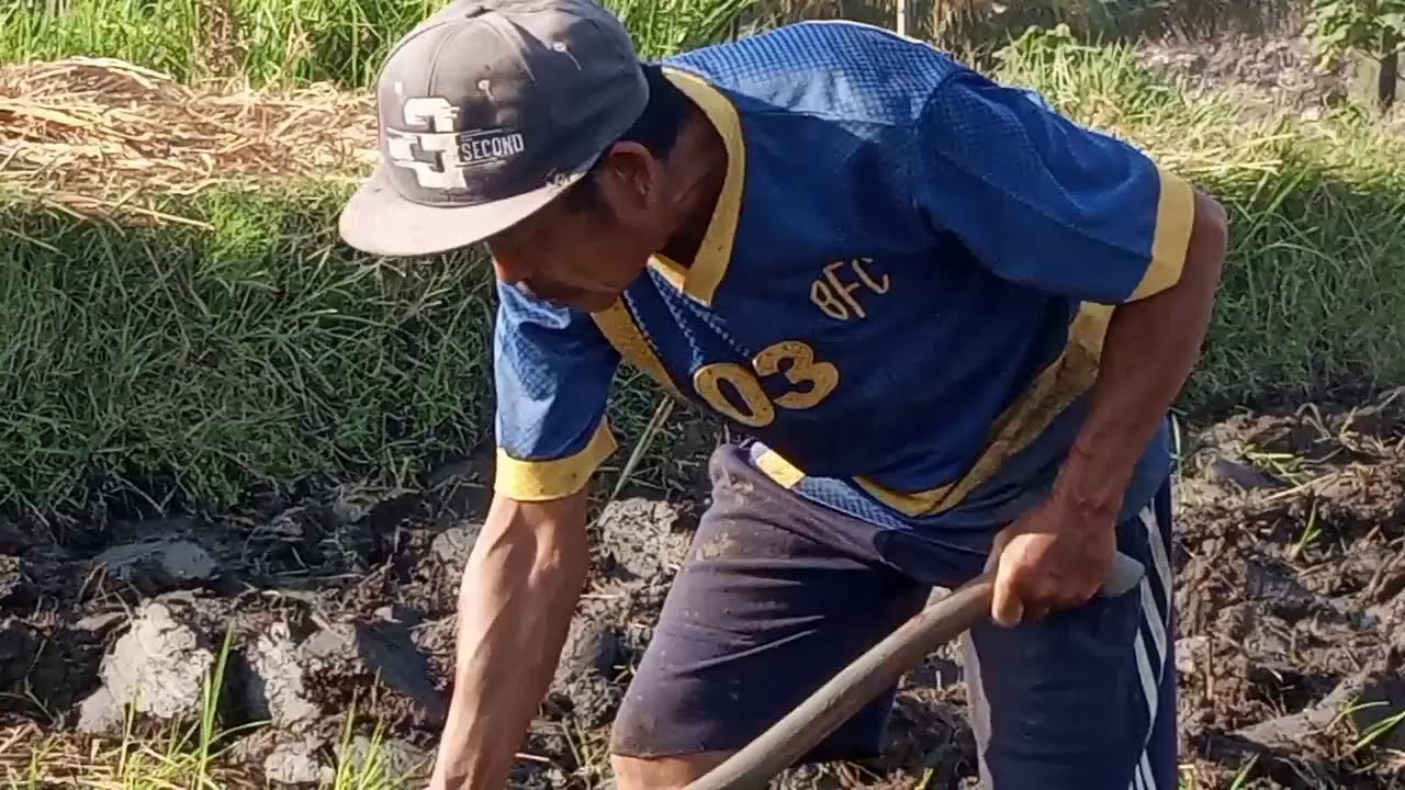 The traditional way of cultivating Paddy field in my place | Farmer ...