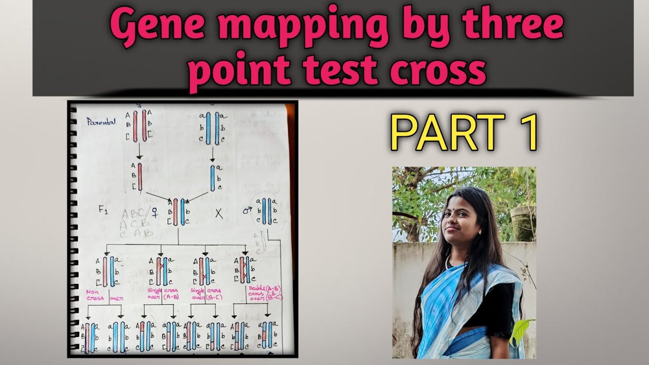 Gene mapping by three point test cross, part 1 - YouTube