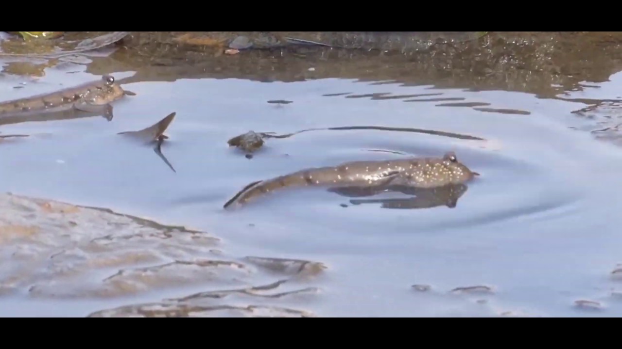 Bluespotted Mudskipper in mudflat of intertidal zone - YouTube
