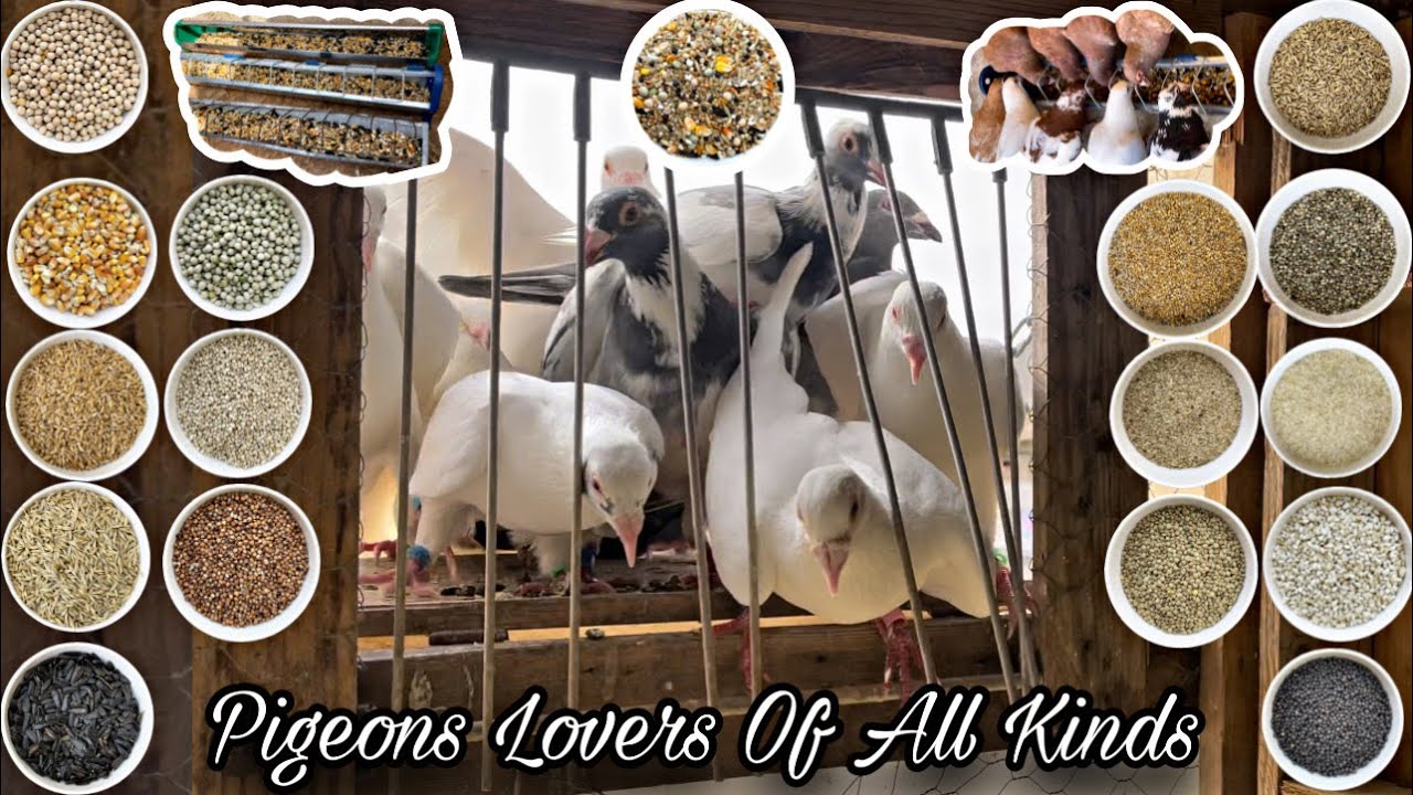 The Best Feed Mix of Grains for Pigeons - YouTube