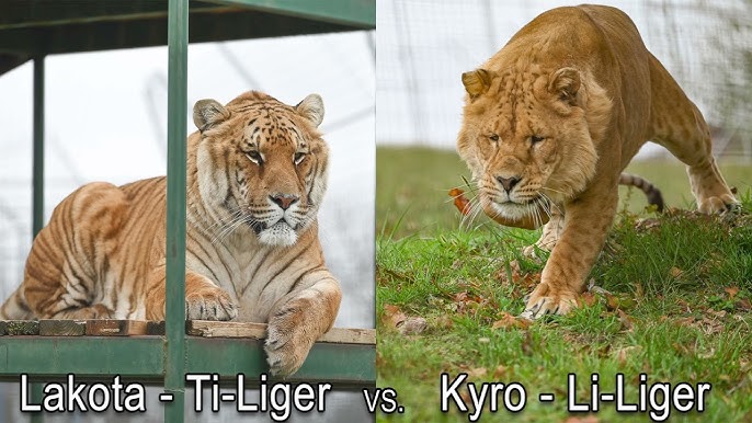 Full Grown Liliger