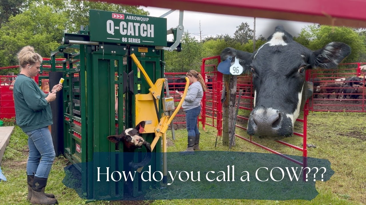 Working cows| taking cows to pasture |day in the life as first ...