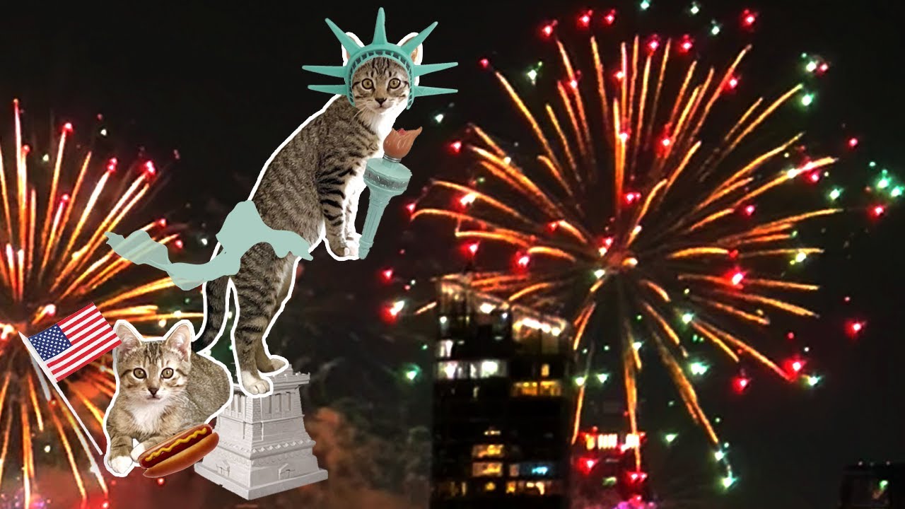 Kittens experience July 4 fireworks in NYC for the first time - YouTube