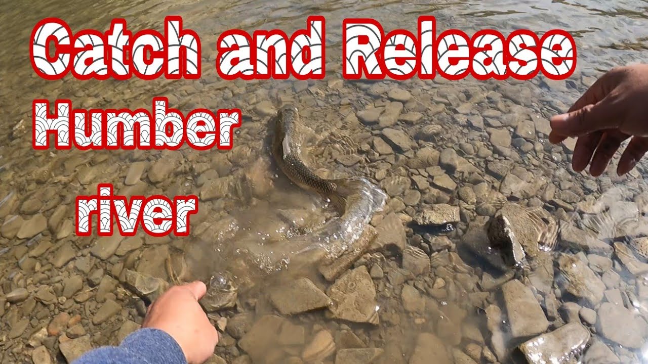Fishing day At Humber River - YouTube