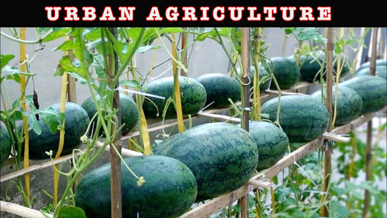 Gardening - Growing Watermelon Provides Family, No Garden Needed ...