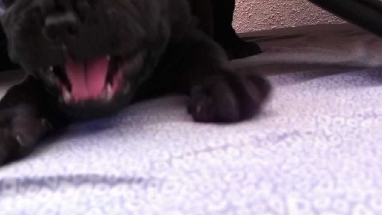 Angry french bulldog - YouTube